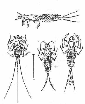 Mayfly Larvae Diagram